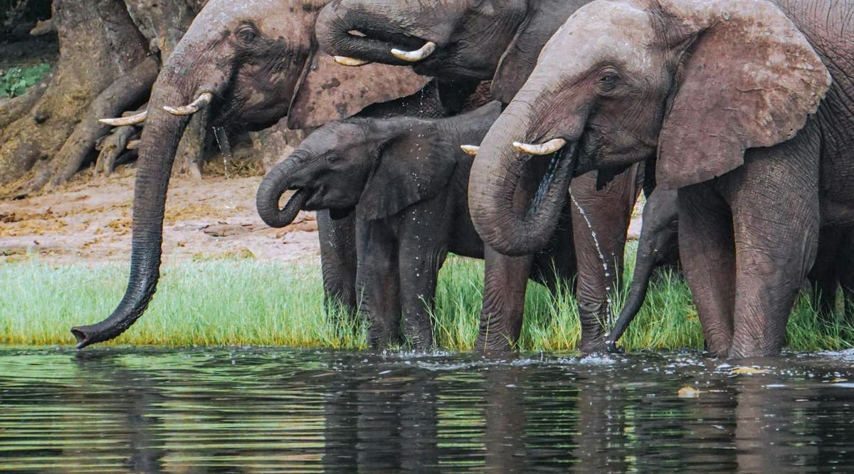 What Is a Watering Hole Attack? Detection and Prevention | Splunk